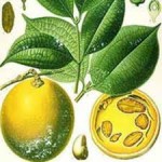 Paws to Heal » Holistic Veterinarian » Geelong Victoria » ANIMAL STORIES